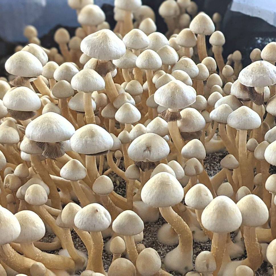 Cubensis Rusty White споровый отпечаток купить, цены